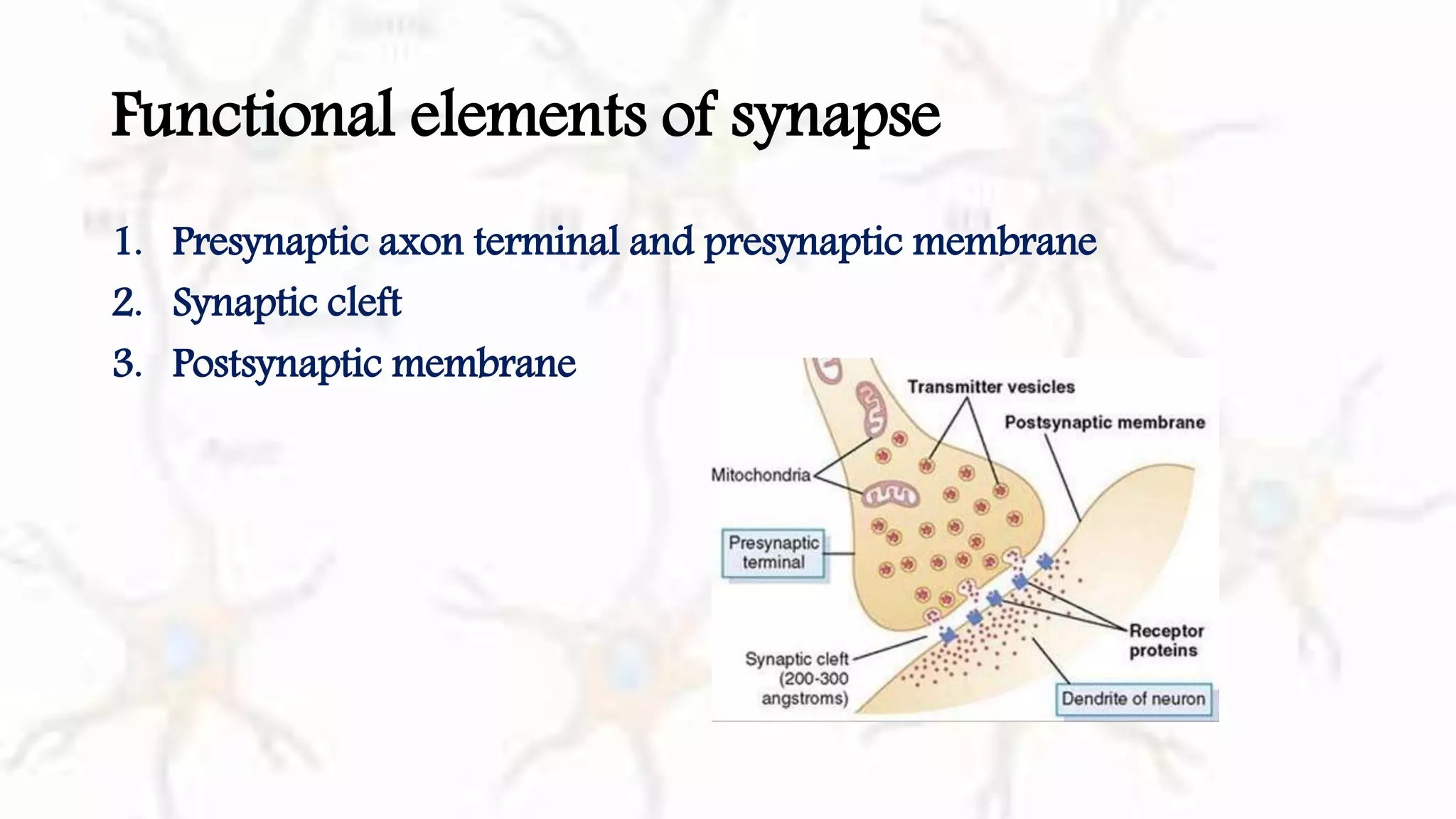 Physiology of Synapse II Synapse types II Functional Elements of ...