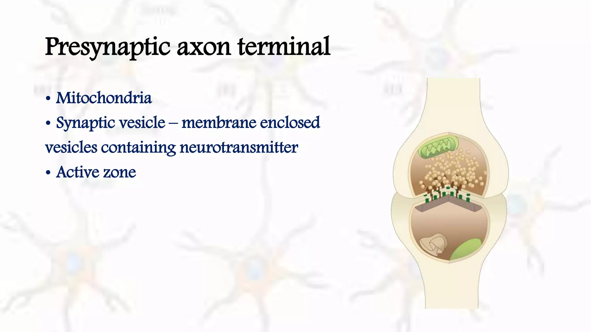 Physiology of Synapse II Synapse types II Functional Elements of ...