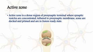 Physiology of Synapse II Synapse types II Functional Elements of ...