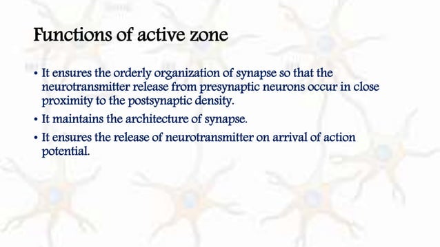 Physiology of Synapse II Synapse types II Functional Elements of ...