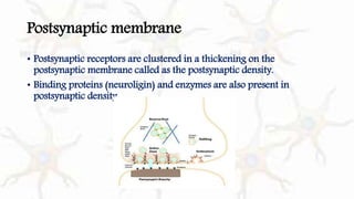 Physiology of Synapse II Synapse types II Functional Elements of ...