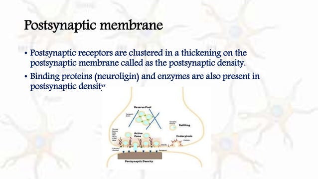 Physiology of Synapse II Synapse types II Functional Elements of ...
