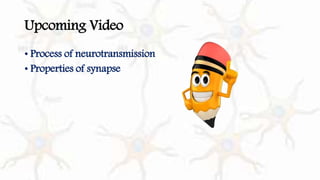 Physiology of Synapse II Synapse types II Functional Elements of ...