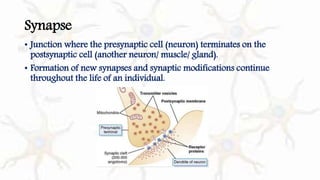 Physiology of Synapse II Synapse types II Functional Elements of ...
