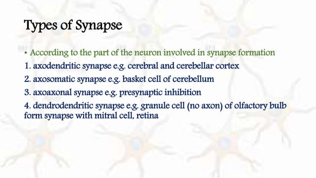 Physiology of Synapse II Synapse types II Functional Elements of ...