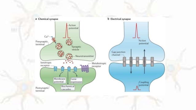 Physiology of Synapse II Synapse types II Functional Elements of ...
