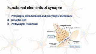 Physiology of Synapse II Synapse types II Functional Elements of ...