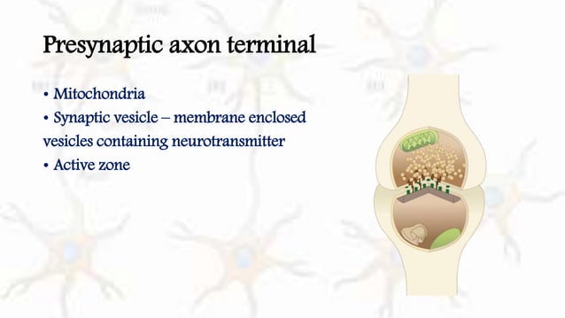 Physiology of Synapse II Synapse types II Functional Elements of ...