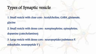 Physiology of Synapse II Synapse types II Functional Elements of ...