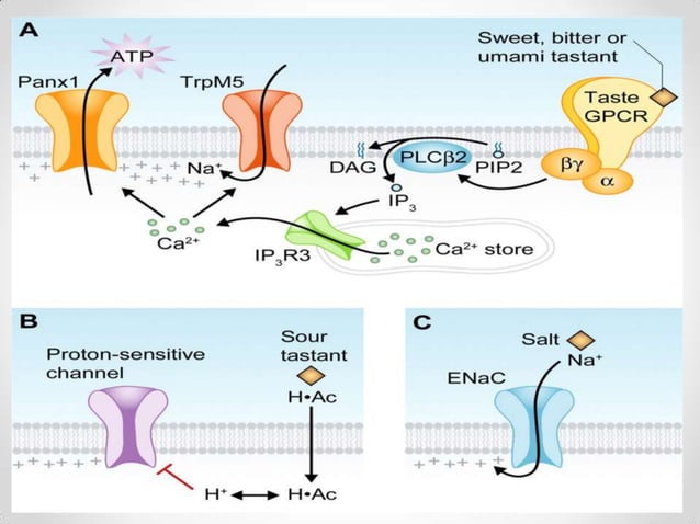 Physiology of taste | PPTX | Chemistry | Science
