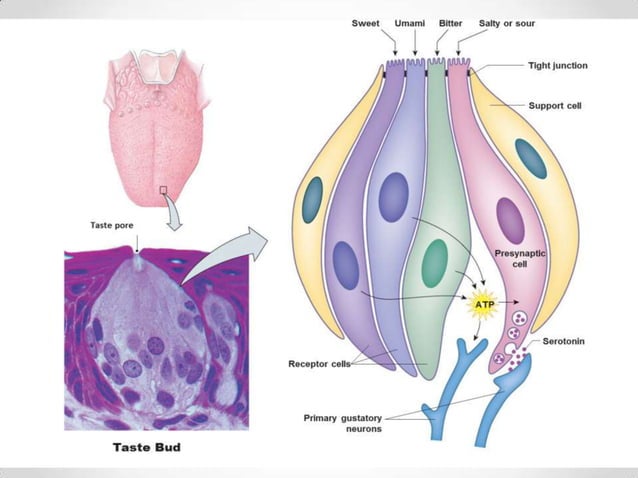 Physiology of taste | PPTX | Chemistry | Science