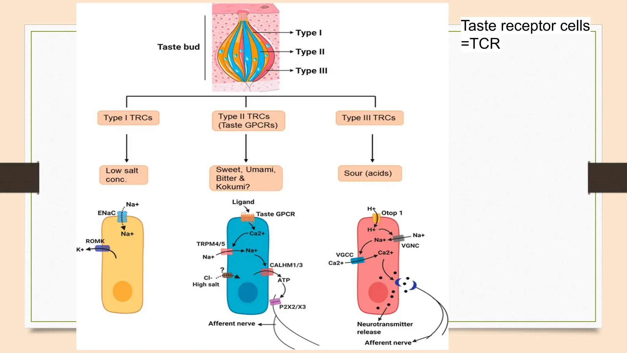 Physiology of Taste well explained .pptx
