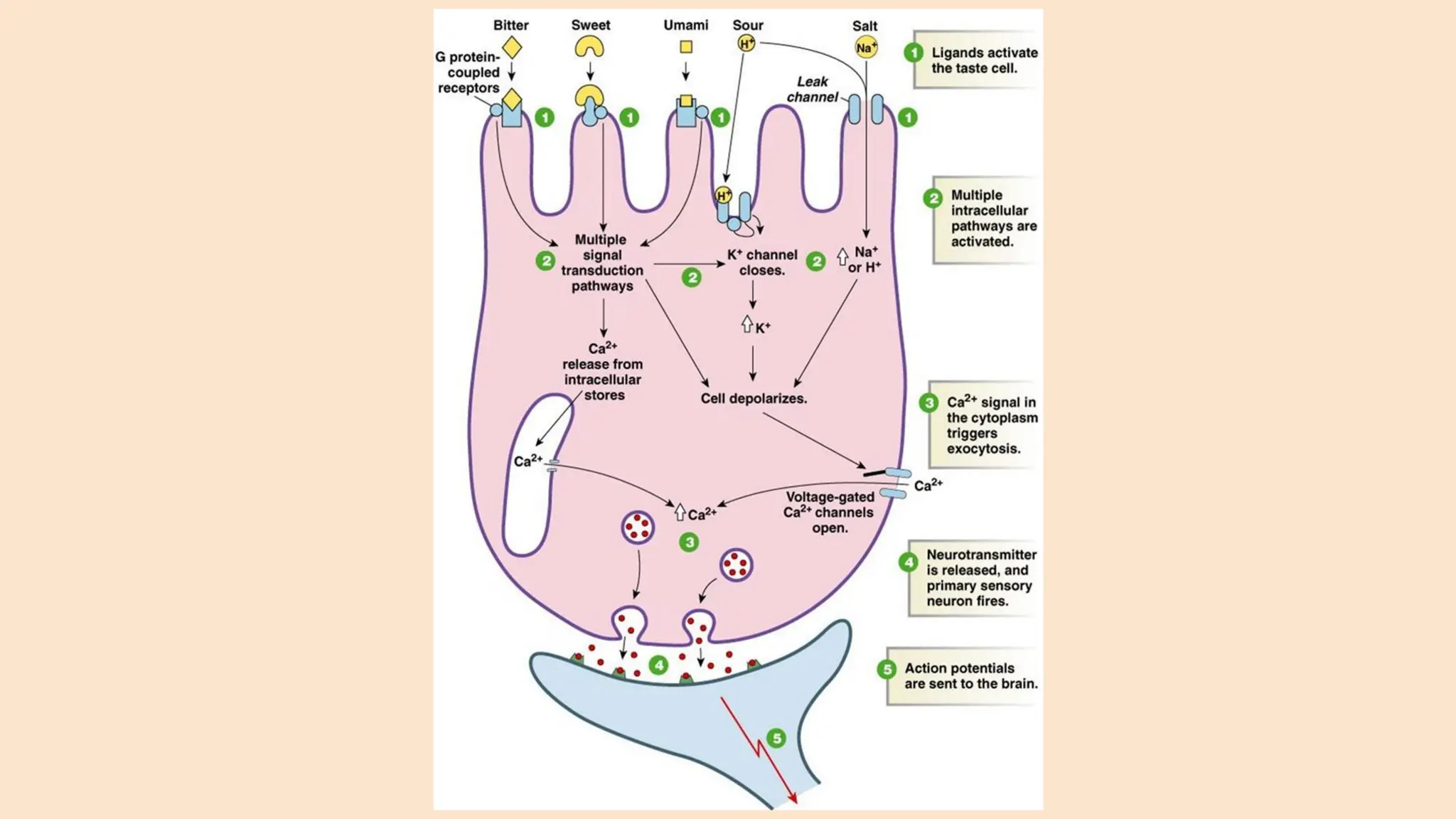 Physiology of Gustation is simplified.pptx