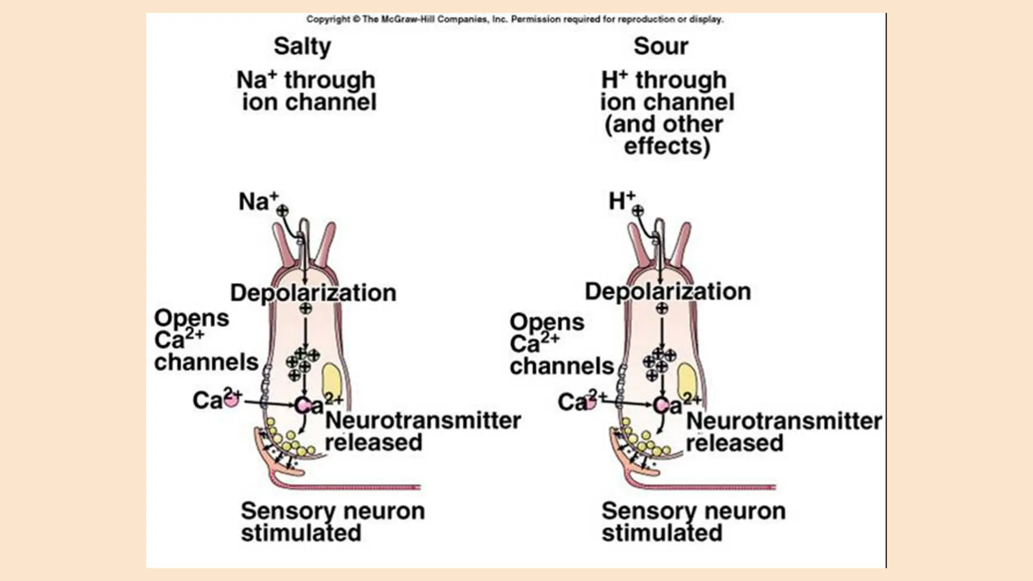 Physiology of Gustation is simplified.pptx