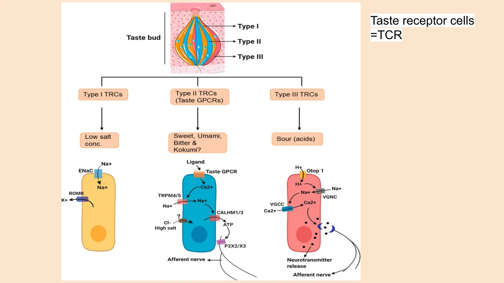 Physiology of Gustation is simplified.pptx