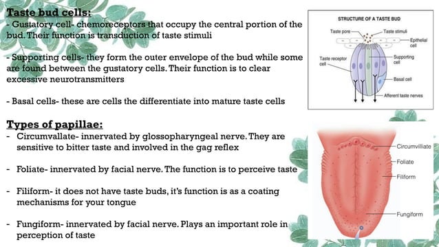 Physiology of Gustation is simplified.pptx
