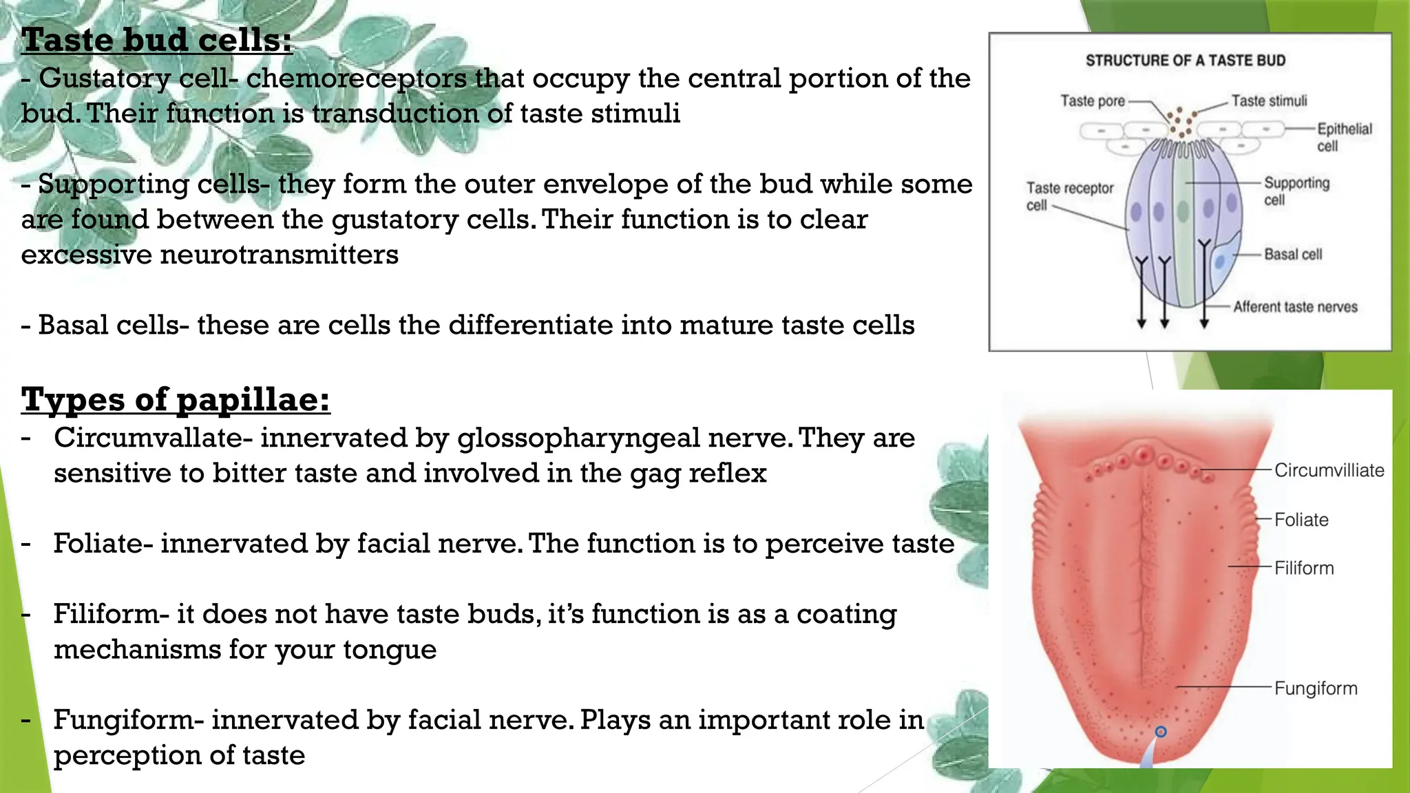 Physiology of Taste. lets learn together | PPTX