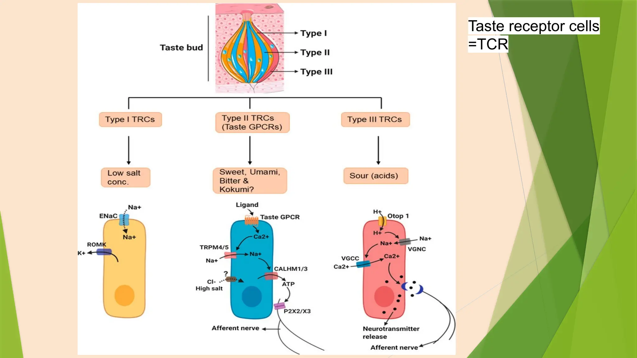 Physiology of Taste. lets learn together | PPTX