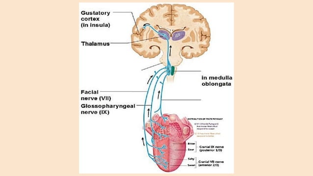 Physiology of Taste for medical students | PPT