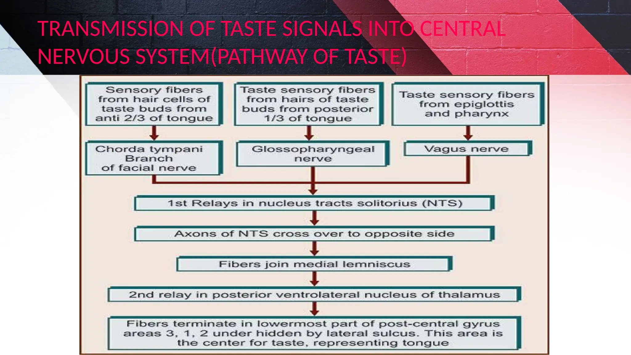 physiology of taste and smell by manahil mushtaq ..pptx