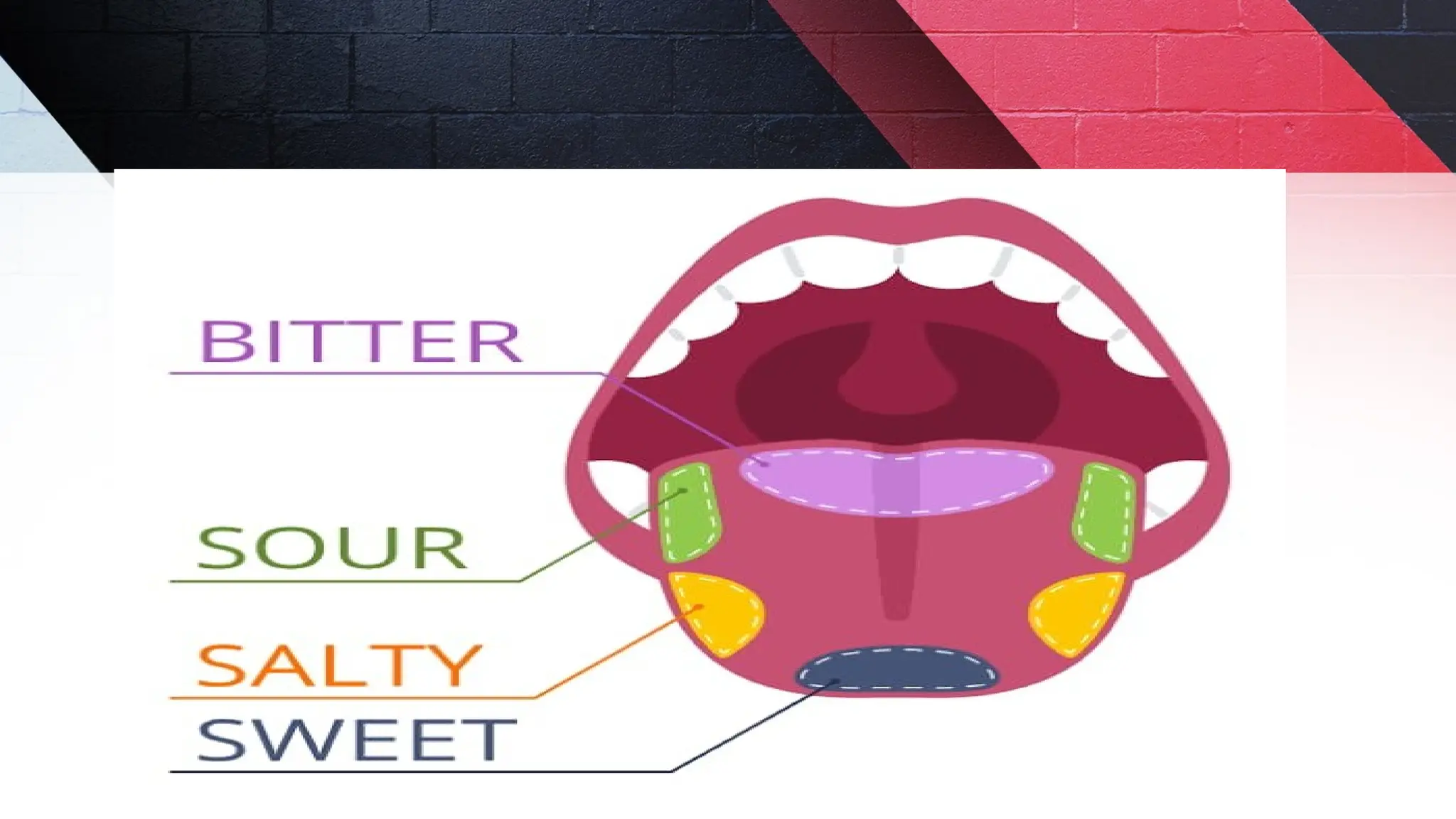physiology of taste and smell by manahil mushtaq ..pptx