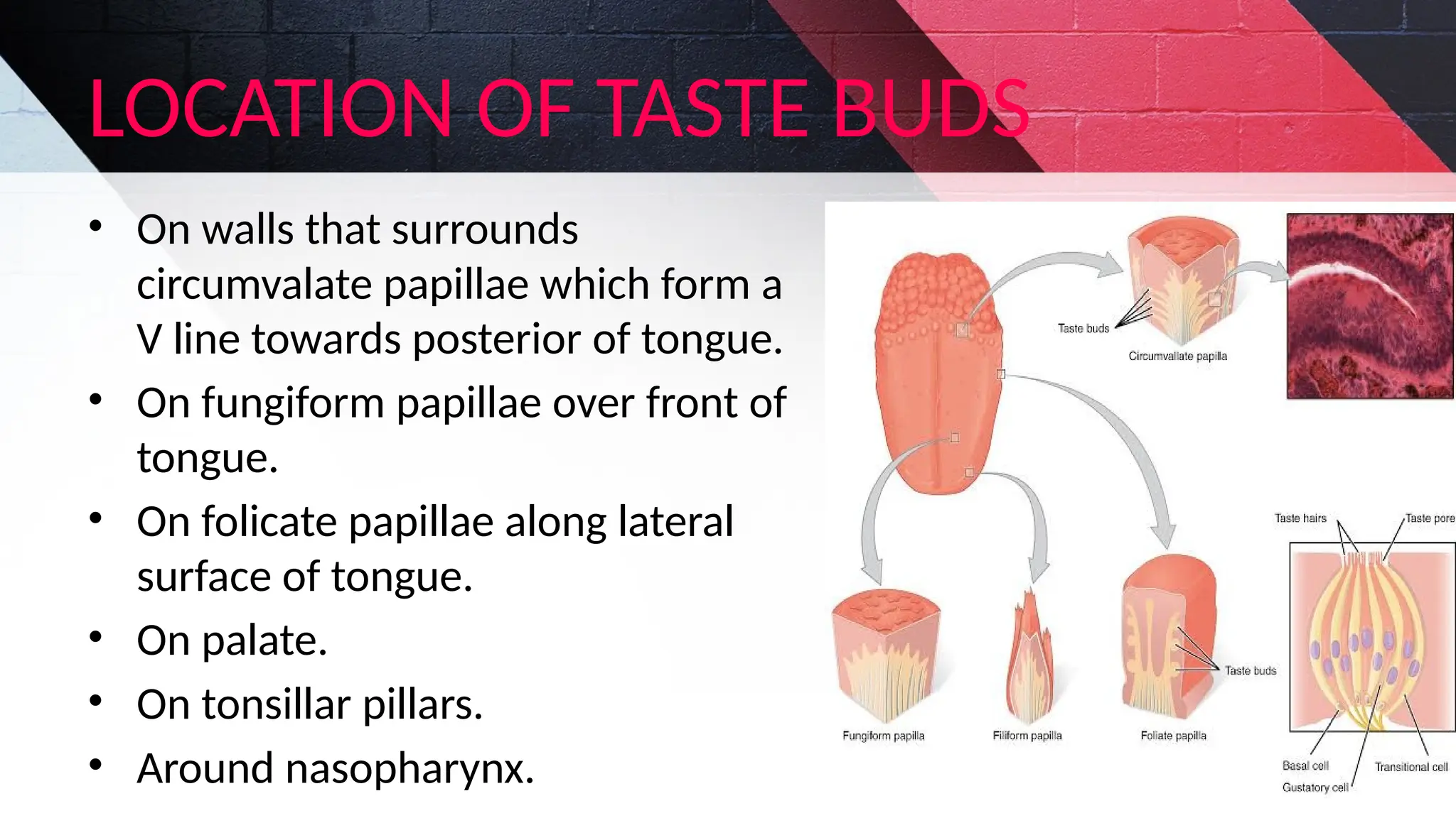 physiology of taste and smell by manahil mushtaq ..pptx
