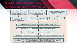 physiology of taste and smell by manahil mushtaq ..pptx