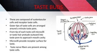 physiology of taste and smell by manahil mushtaq ..pptx