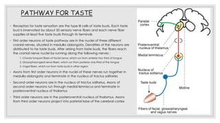 physiology_of_taste_perception_1638353877.pdf