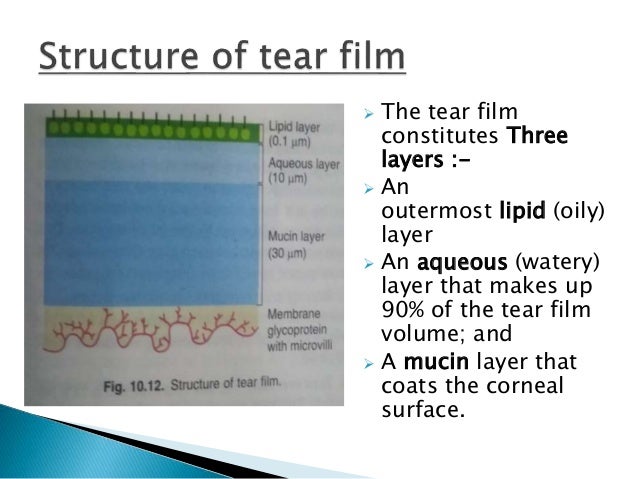 anatomy And Physiology of tear film