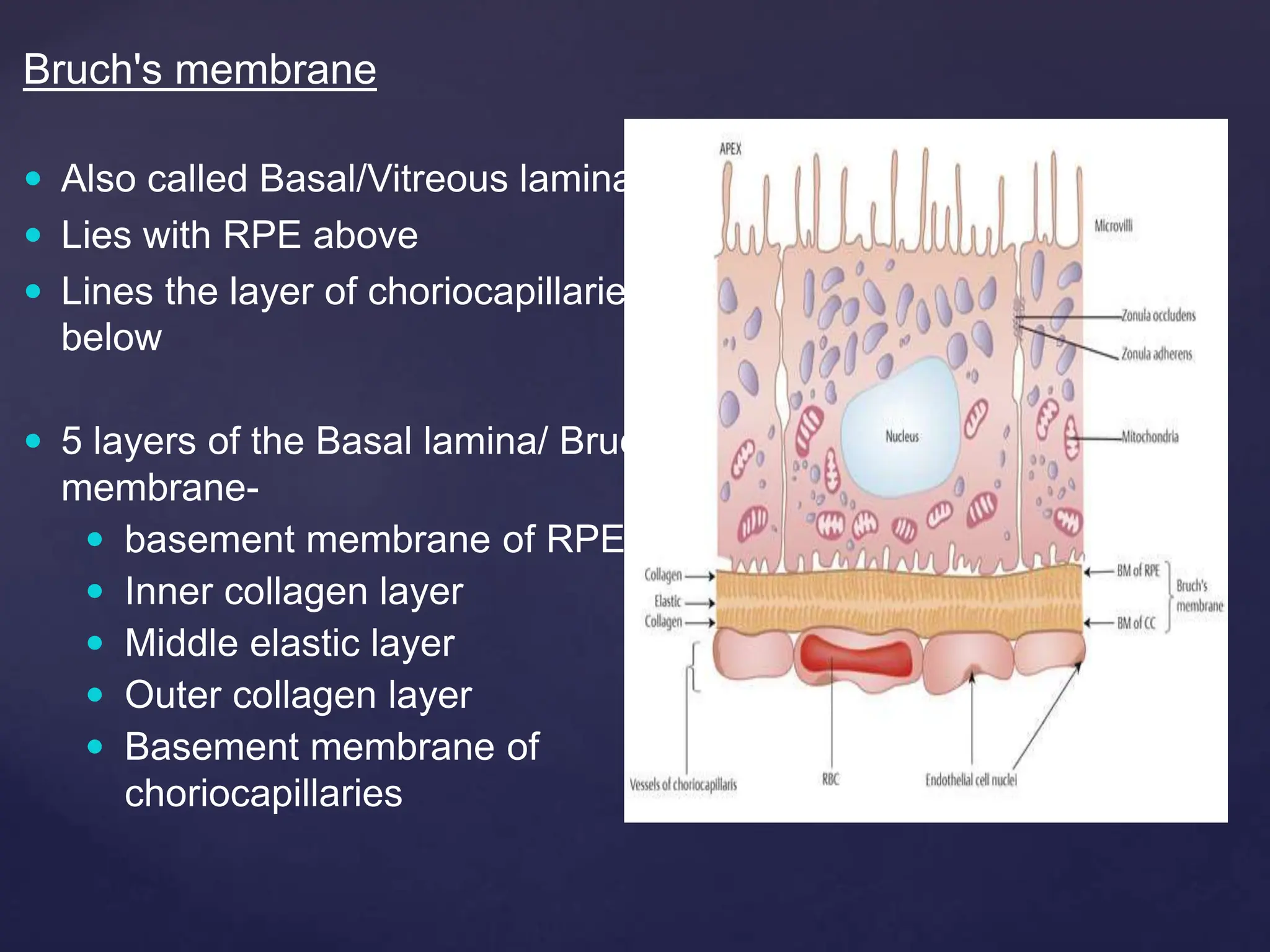 Physiology of the choroid Lectures notes (2).ppt