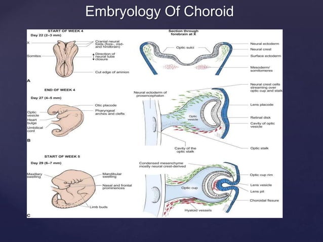 Physiology of the choroid Lectures notes (2).ppt