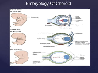 Physiology of the choroid Lectures notes (2).ppt