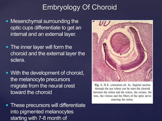 Physiology of the choroid Lectures notes (2).ppt