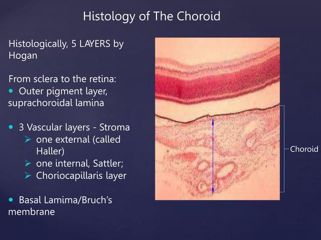 Physiology of the choroid Lectures notes (2).ppt