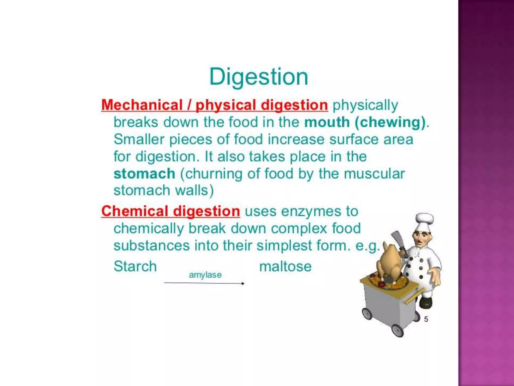 Physiology of the digestive system | PPTX
