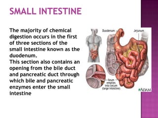 Physiology of the digestive system | PPTX
