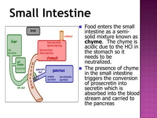Physiology of the digestive system | PPTX