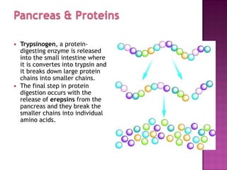 Physiology of the digestive system | PPTX