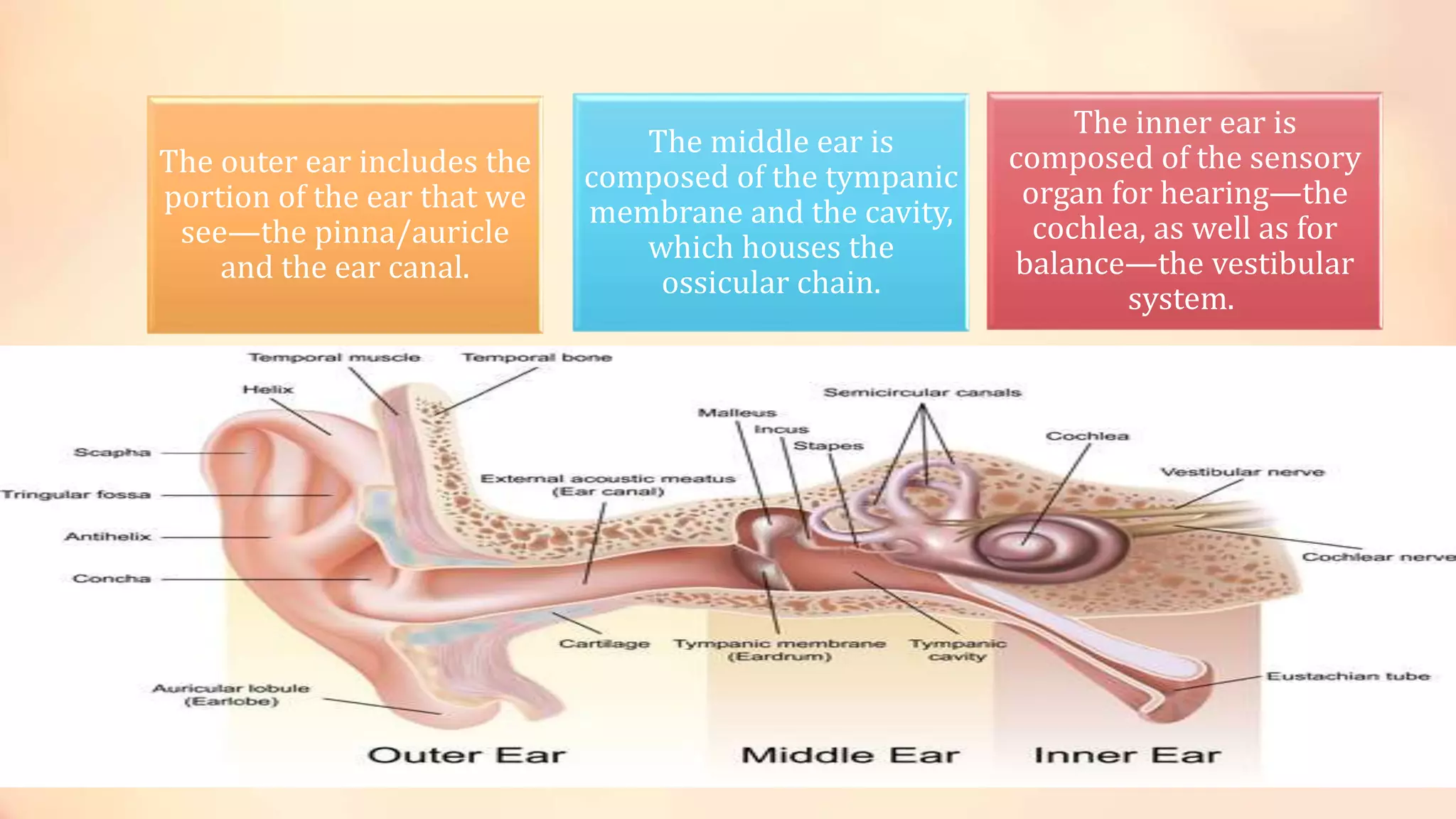 Physiology of the ear | PPTX