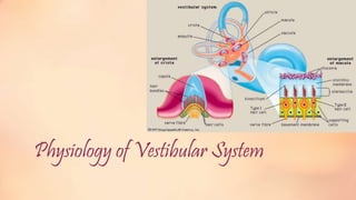 Physiology of the ear | PPTX