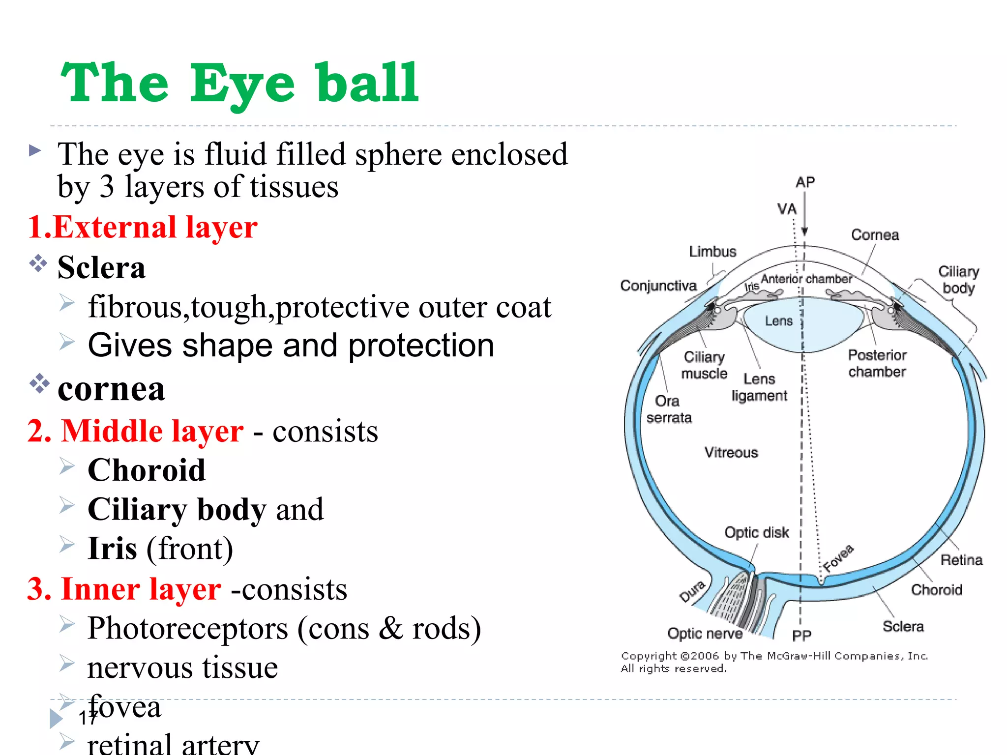 Physiology of the eye | PPT