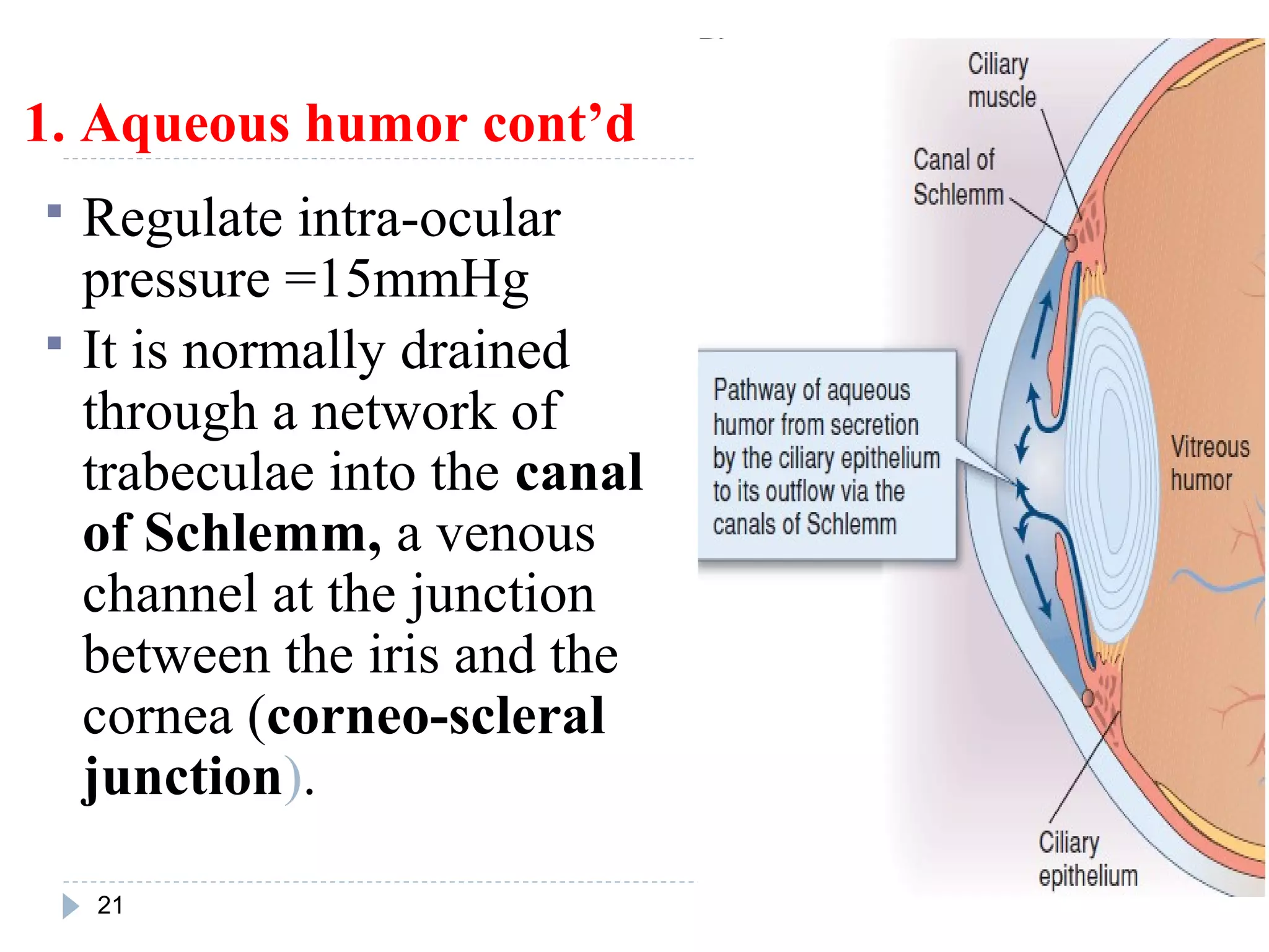 Physiology of the eye | PPT