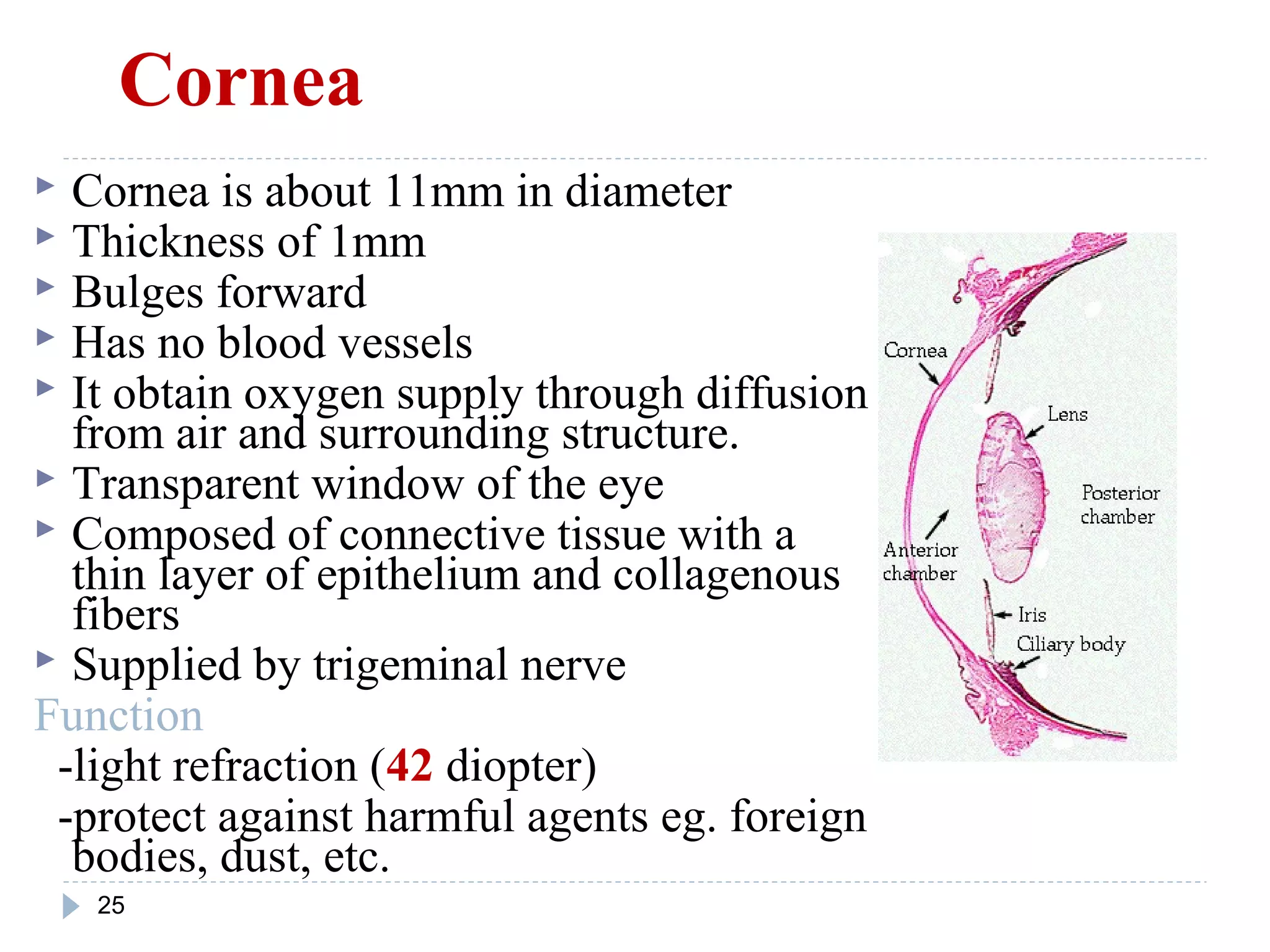 Physiology of the eye | PPT
