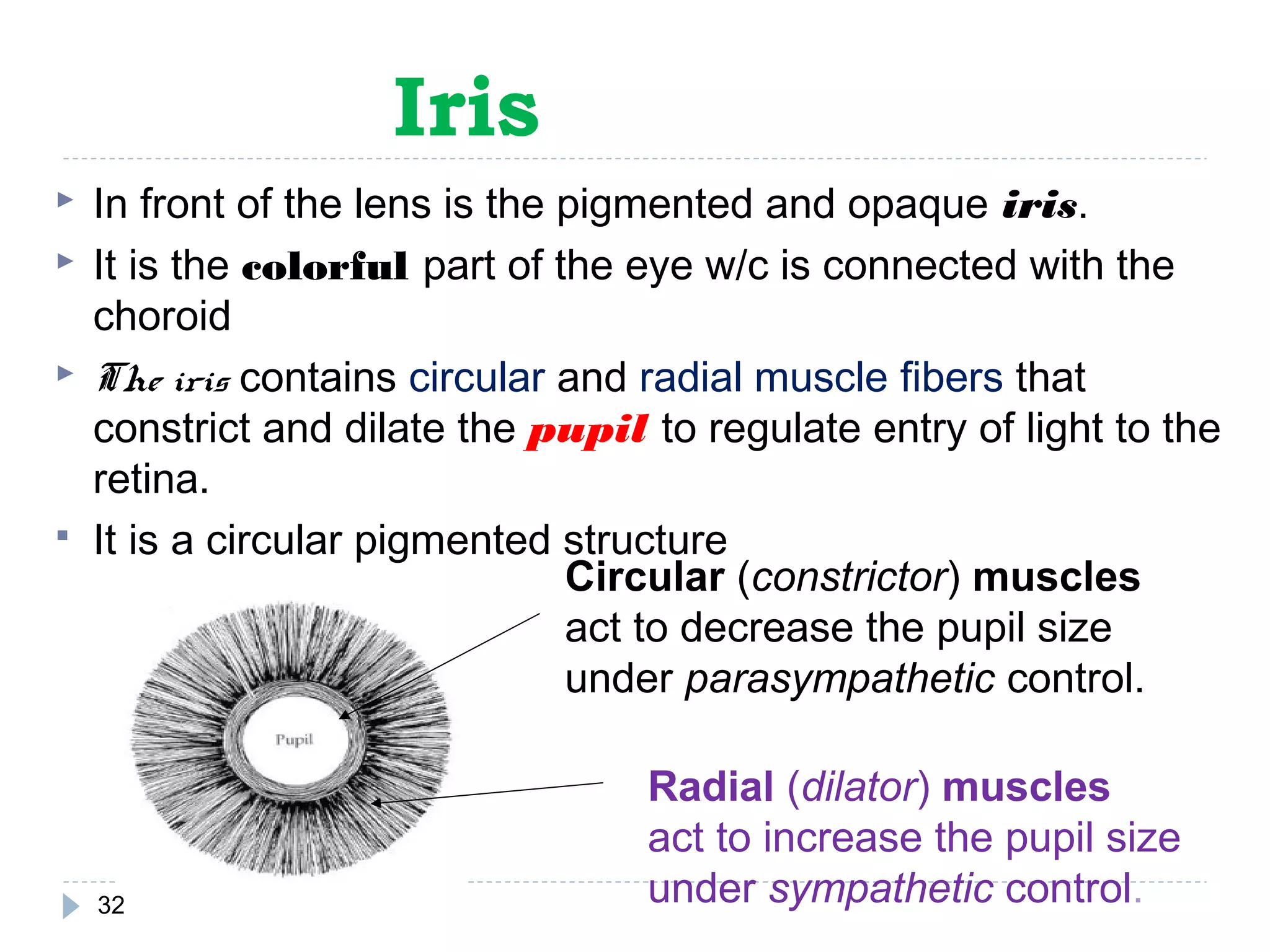 Physiology of the eye | PPT