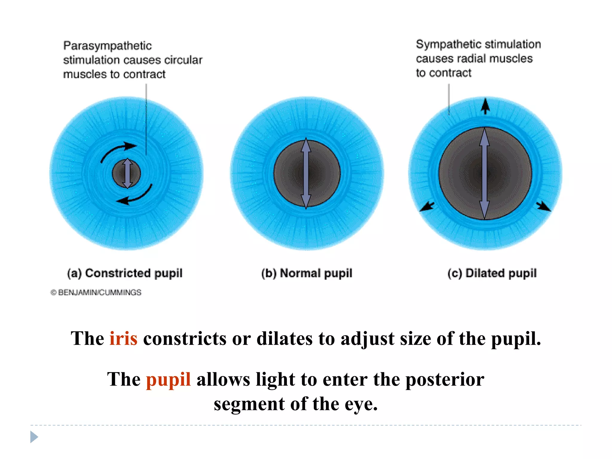 Physiology of the eye | PPT