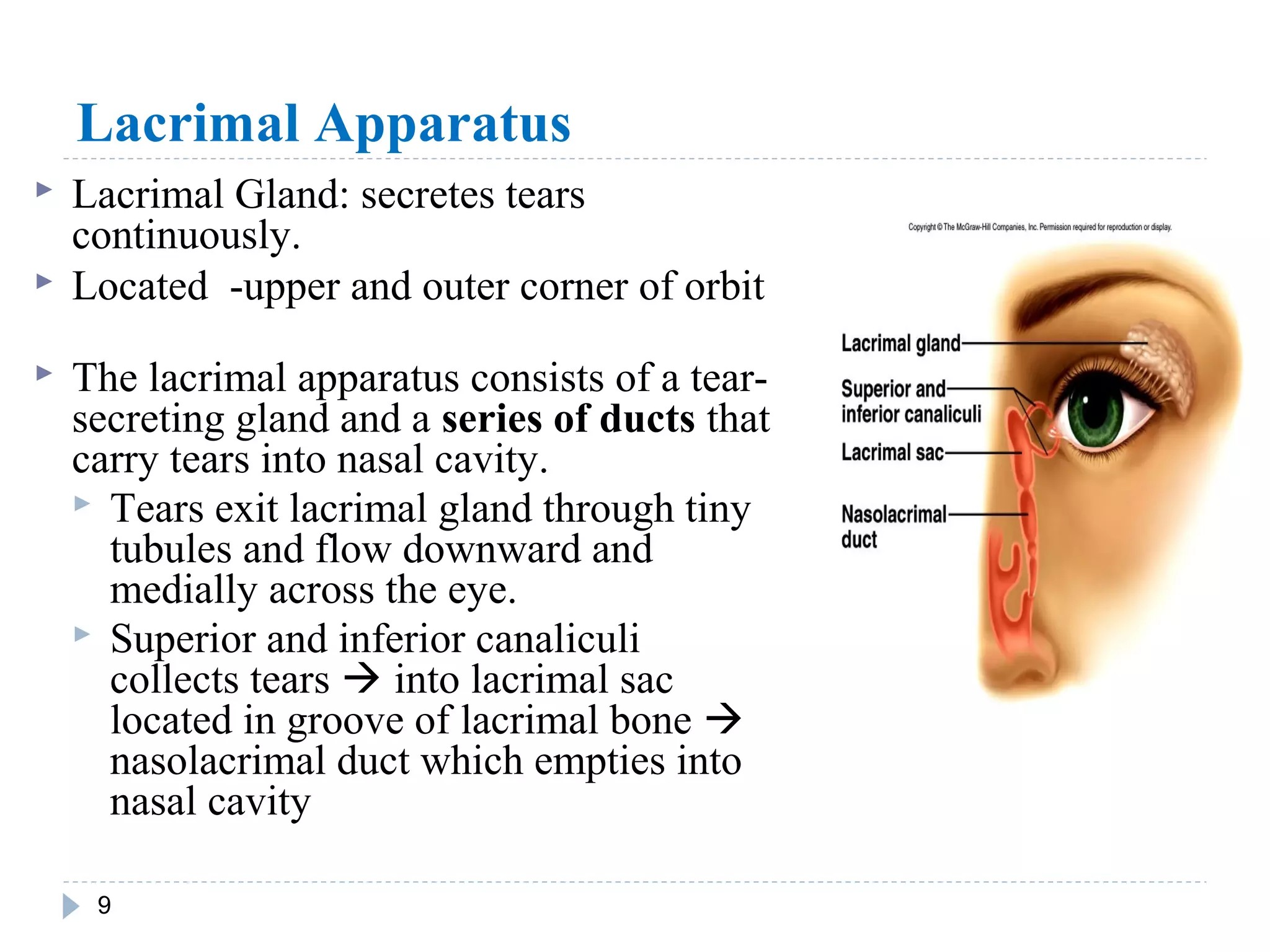 Physiology of the eye | PPT
