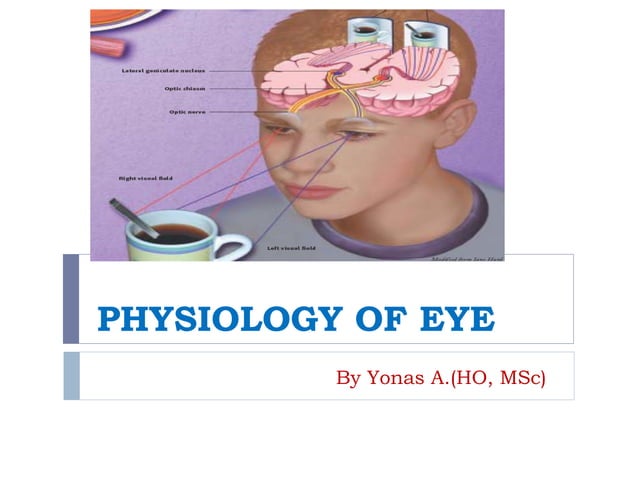Physiology of the eye | PPT | Eye and Vision Conditions | Diseases and Conditions