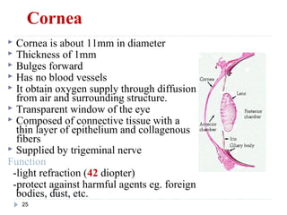 Physiology of the eye | PPT