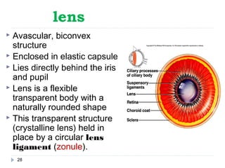 Physiology of the eye | PPT
